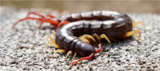Centipede Decals – Vinyl Disorder