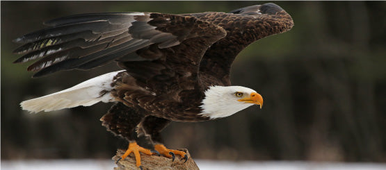 Eagle Decals and Stickers – Vinyl Disorder