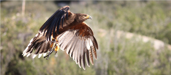 Hawk Decals – Vinyl Disorder