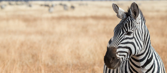 Zebra Decals – Vinyl Disorder